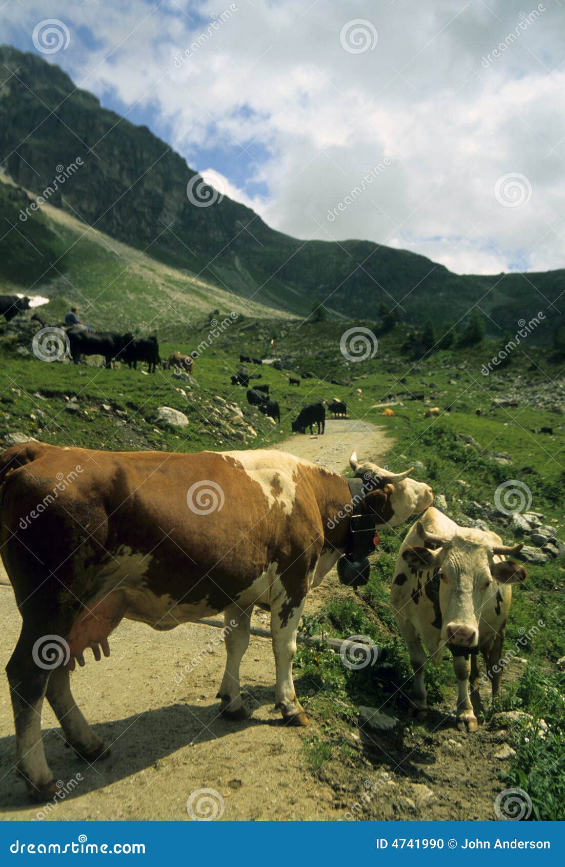 Cows in Swiss Alps stock photo. Image of altitude, geological - 4741990