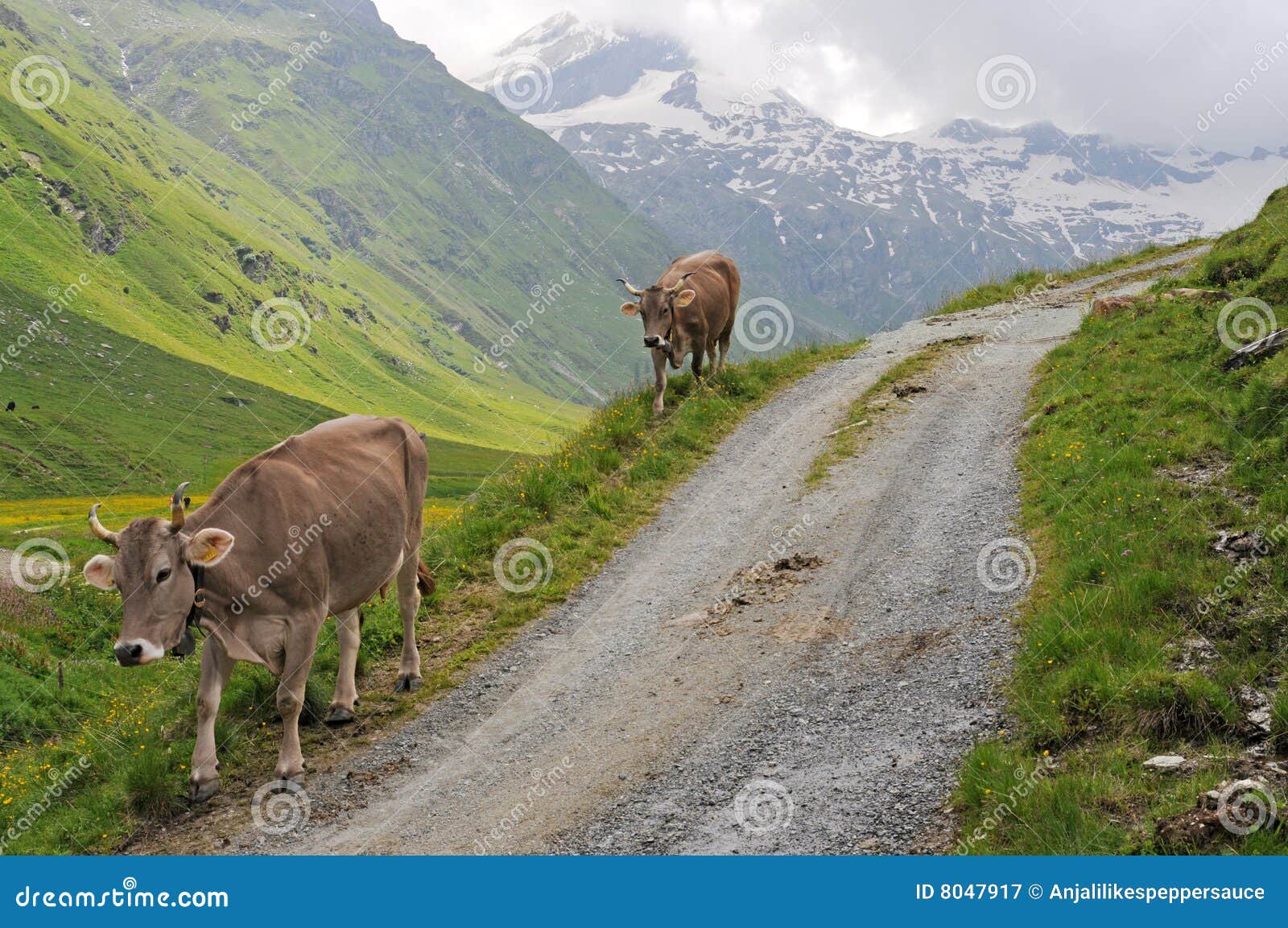 Cows in the swiss alps stock image. Image of stone, nature - 8047917