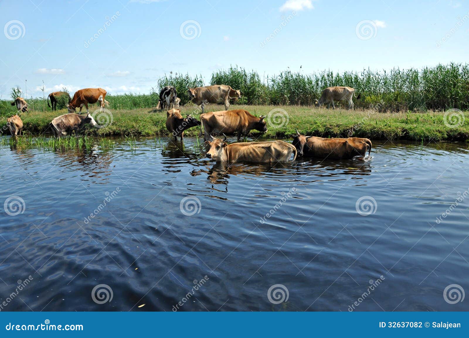 Cows Taking a Bath in the River Stock Photo - Image of cattle, europe ...