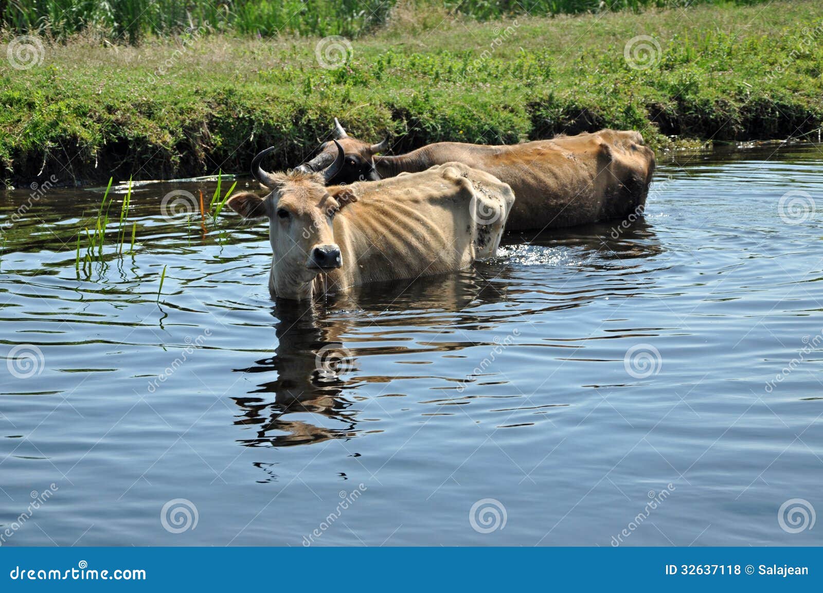 Cows Taking A Bath Stock Image | CartoonDealer.com #64170973