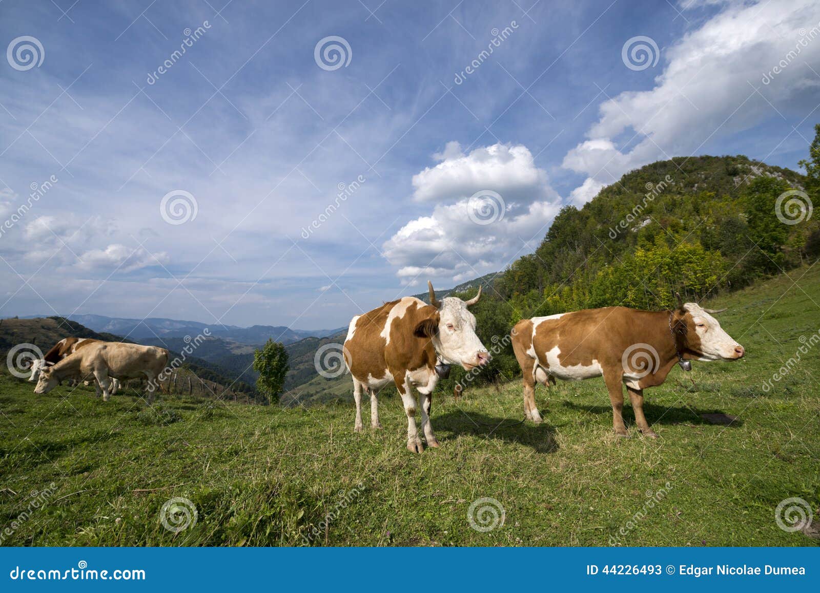 Cows Taking a Break on a Meadow Stock Image - Image of mountainous ...