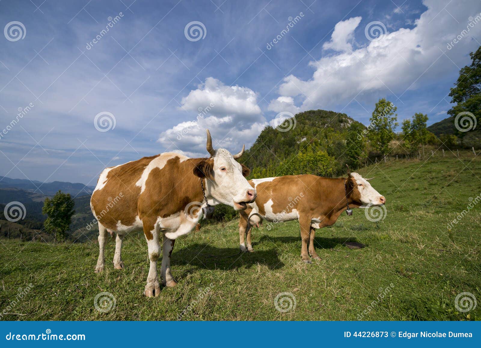 Cows Taking a Break on a Meadow Stock Image - Image of grass, cows ...