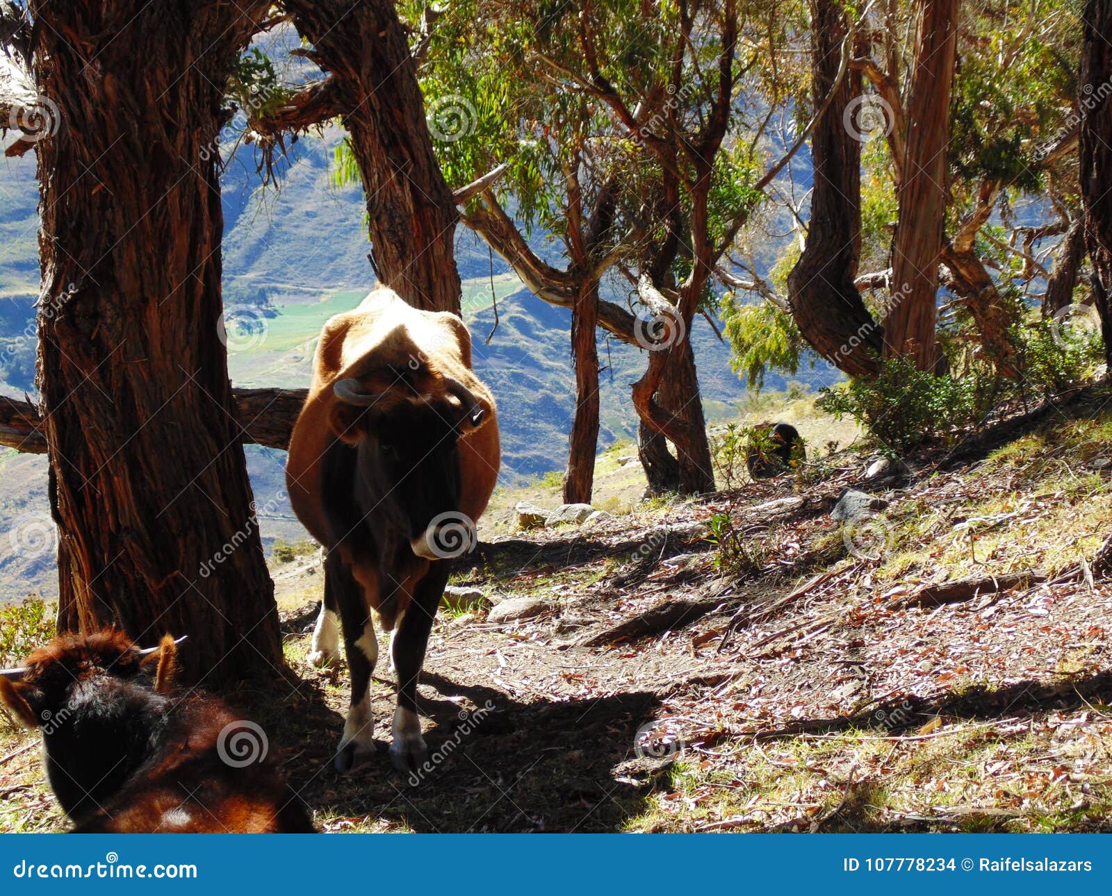 Cows Taking Shade Under a Tree Stock Photo - Image of shade, hills ...