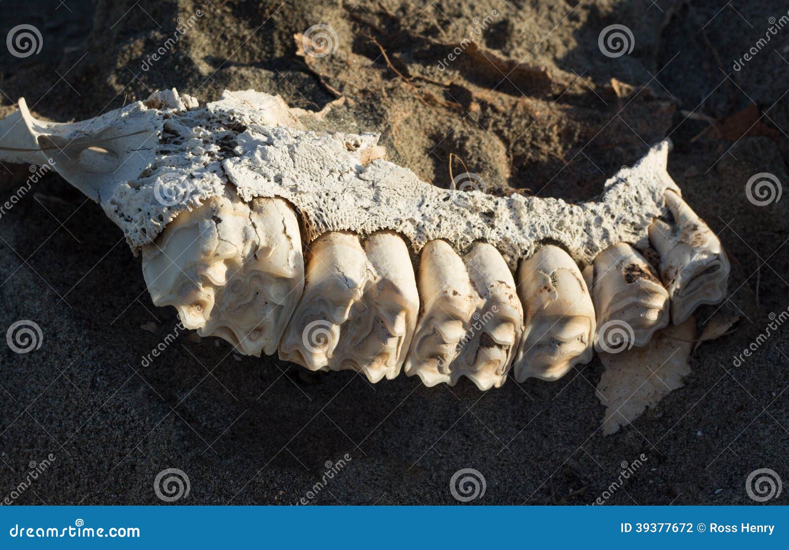 Cows Teeth Stock Photo - Image: 39377672