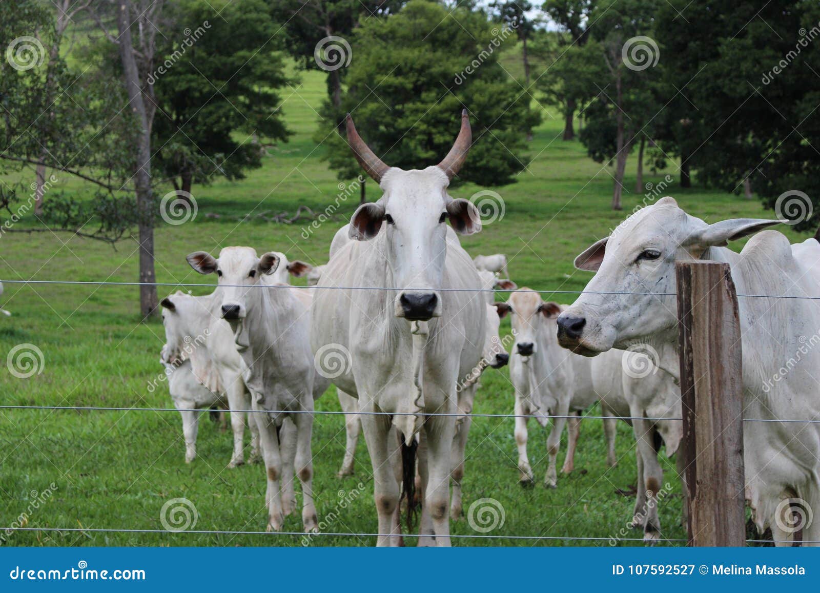 Cows Together Paying Attention Stock Image - Image of livestock, ears ...