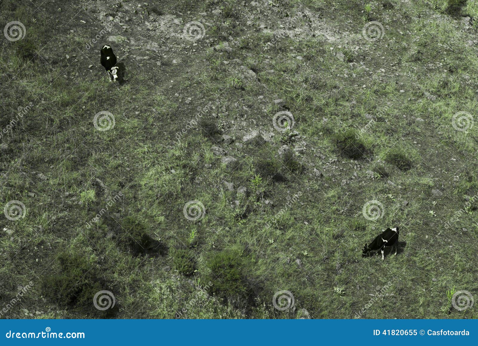 Cows from top view stock image. Image of landscape, holstein - 41820655