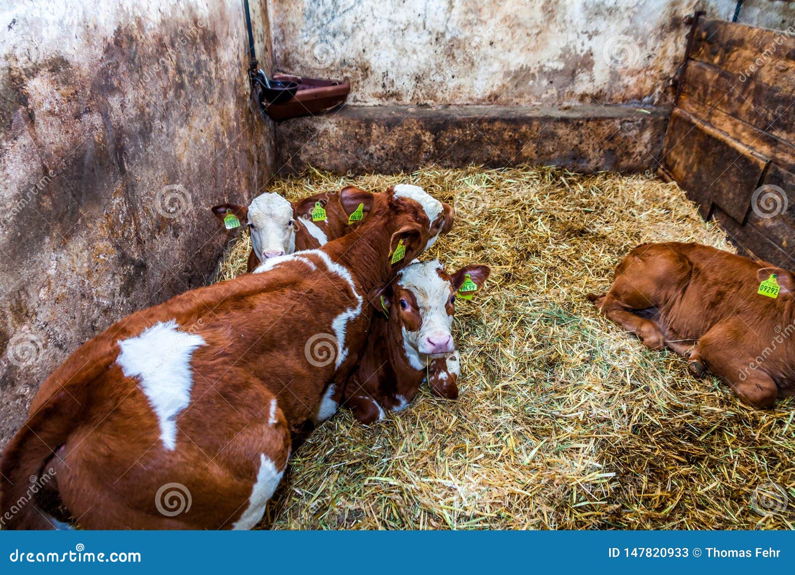 Cows in a farm editorial stock photo. Image of indoors - 147820933