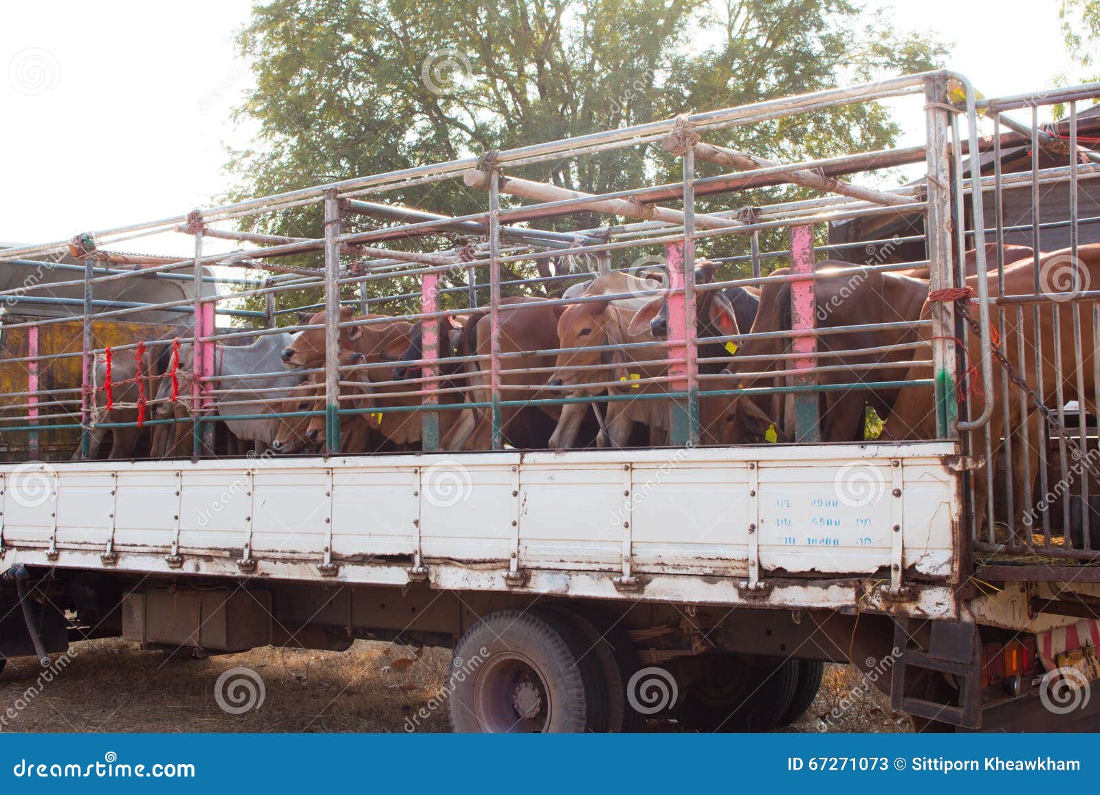 Cows transport in Thailand stock image. Image of grass - 67271073