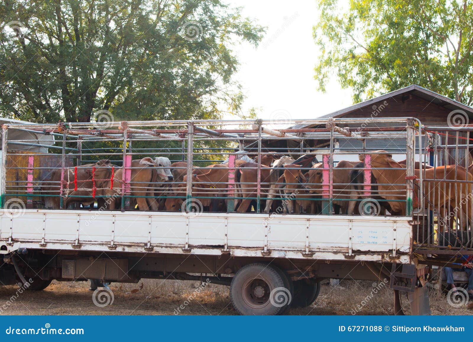 Cows transport in Thailand stock photo. Image of farming - 67271088