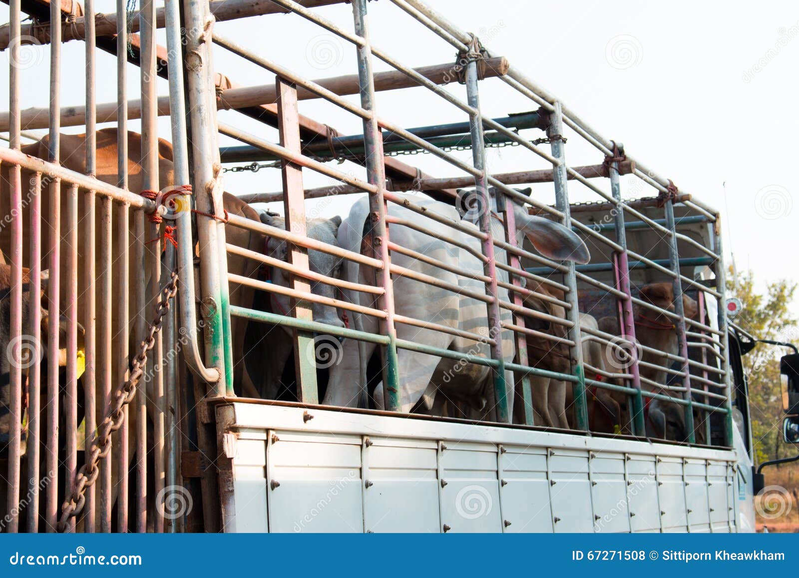 Cows transport in Thailand stock photo. Image of cows - 67271508