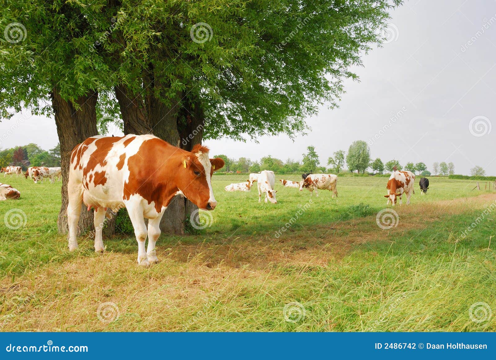 Cows and tree stock photo. Image of color, shop, holland - 2486742
