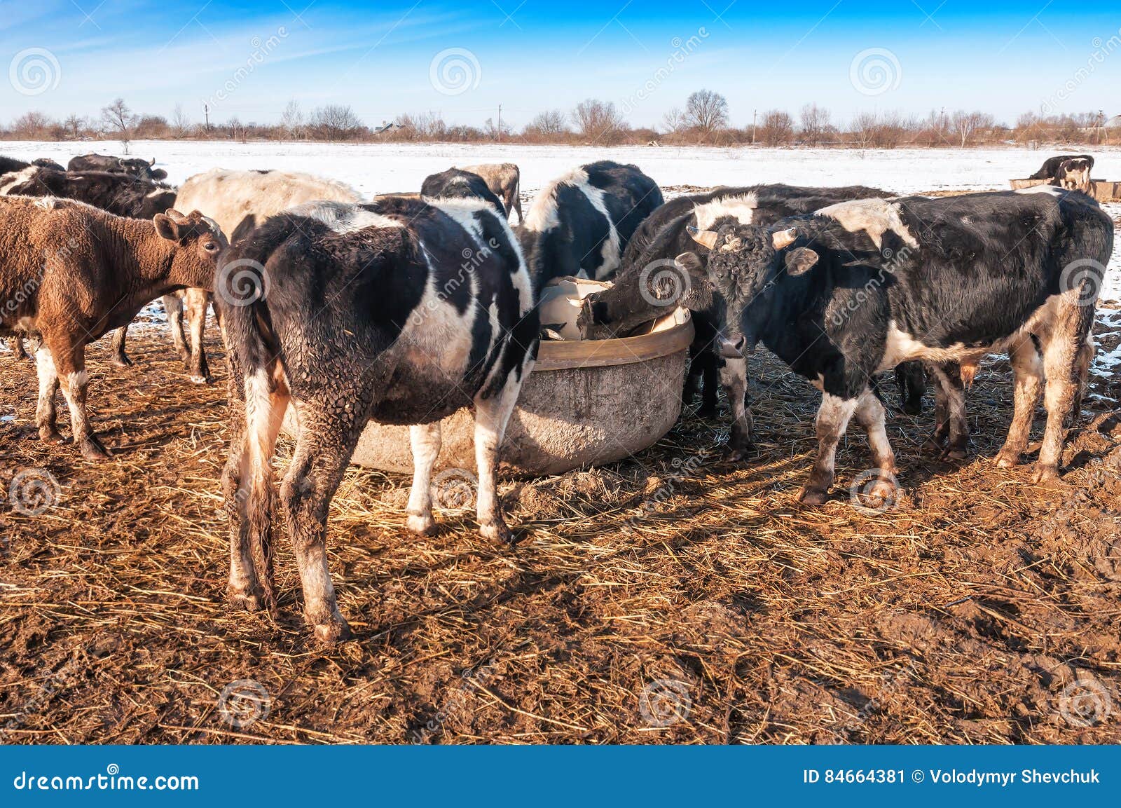 Cows at the Trough with Food Stock Image - Image of prairie, listening ...