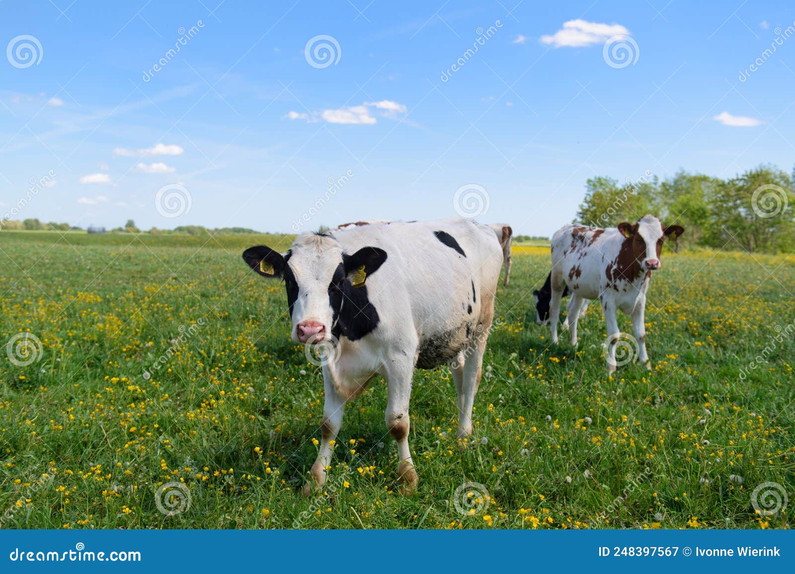 Cows in Typical Dutch Landscape Stock Image - Image of netherlands ...