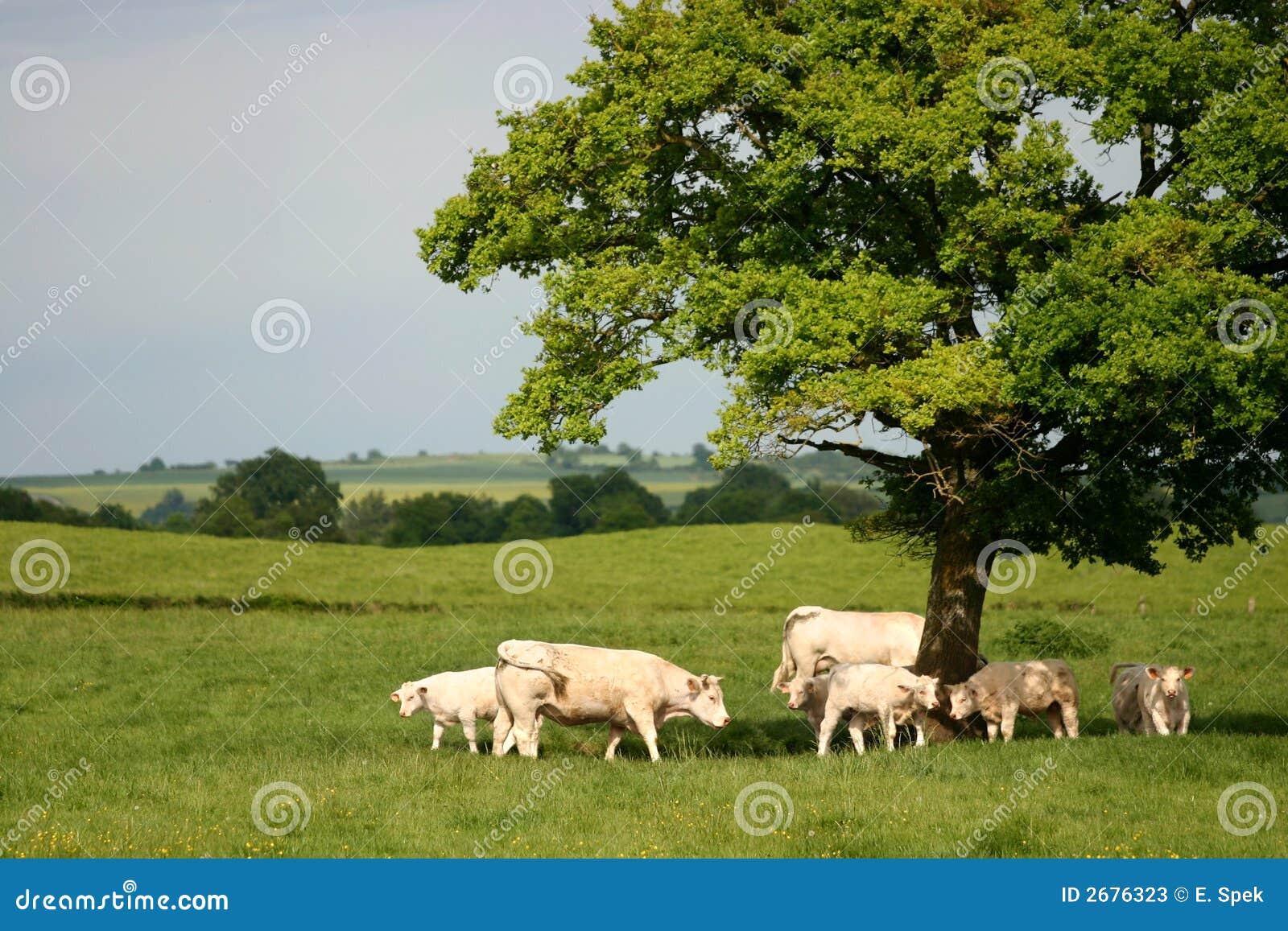 Cows under a tree stock image. Image of natural, blue - 2676323