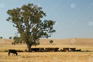 Cows under tree stock photo. Image of scene, feeding, cows - 6846540