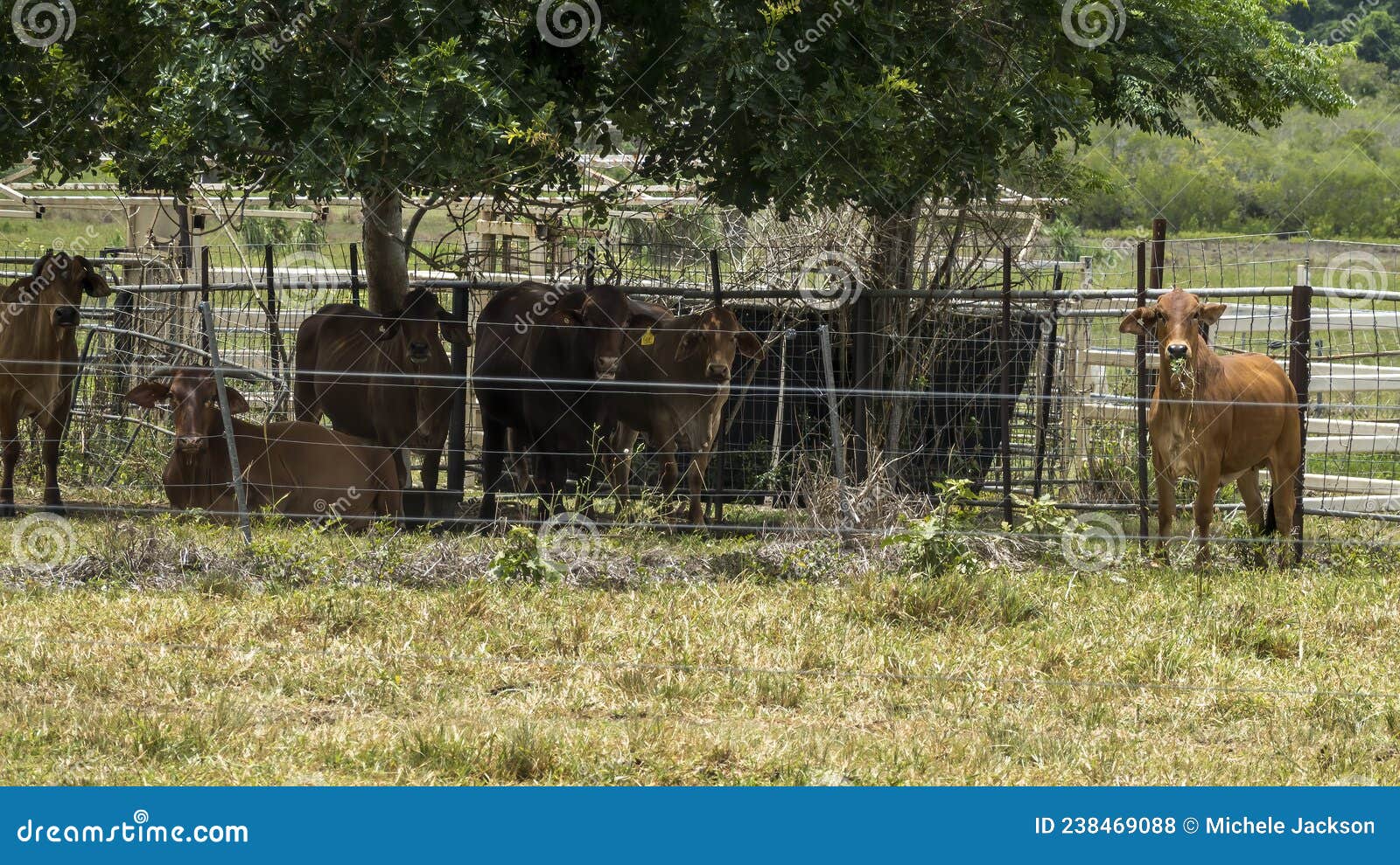 Cows Under a Tree stock photo. Image of farm, bush, outdoor - 238469088