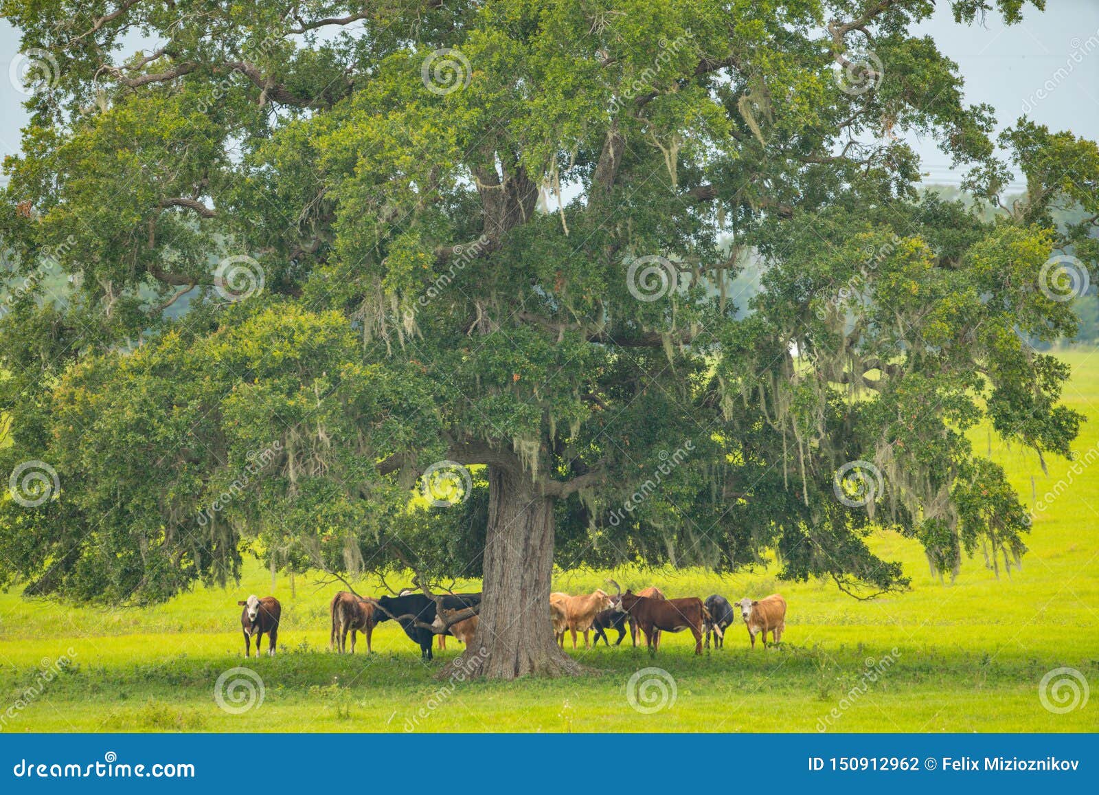 598 Cows Under Tree Photos - Free & Royalty-Free Stock Photos from ...