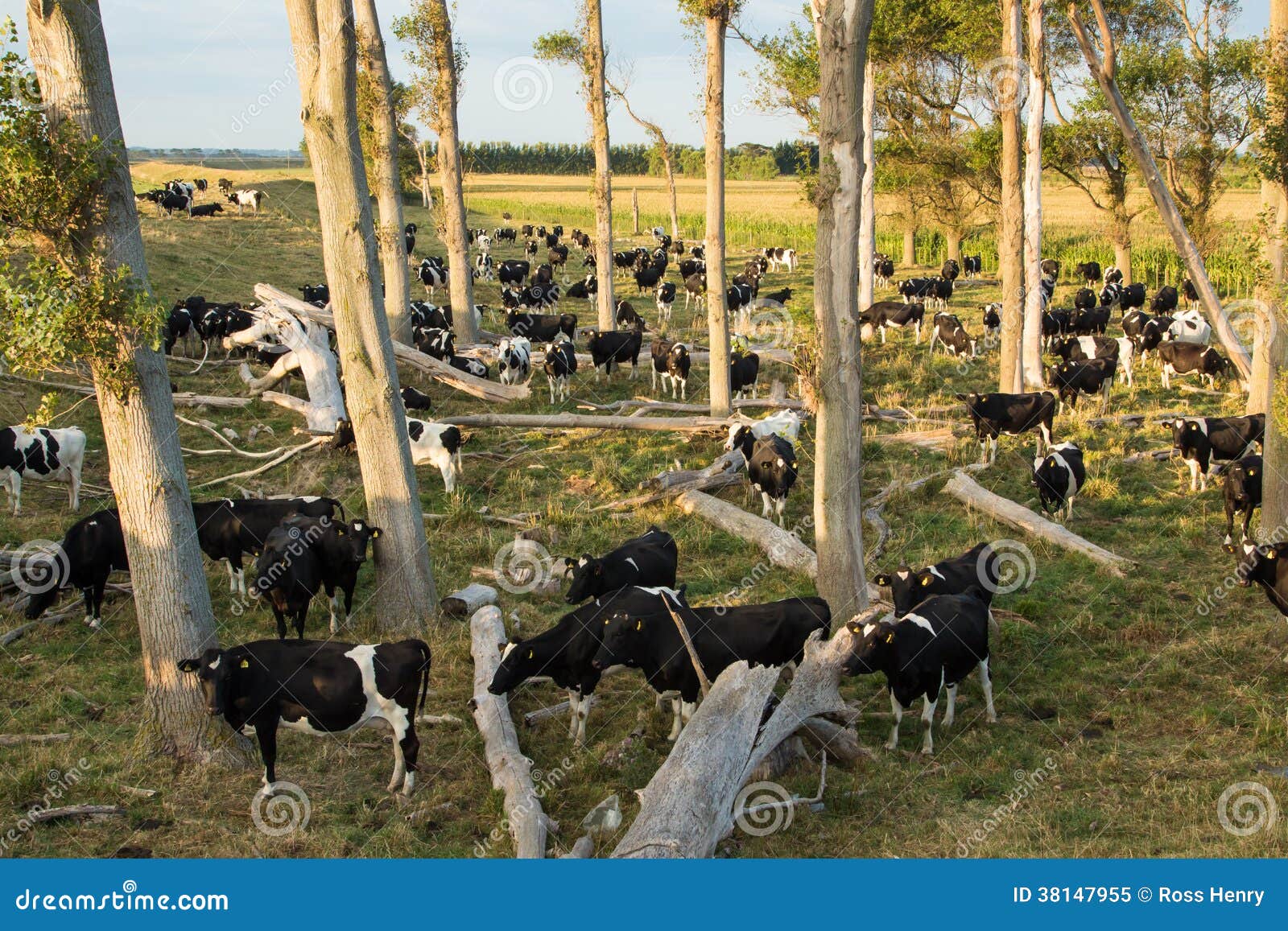 Cows Under Trees stock image. Image of grass, farm, countryside - 38147955