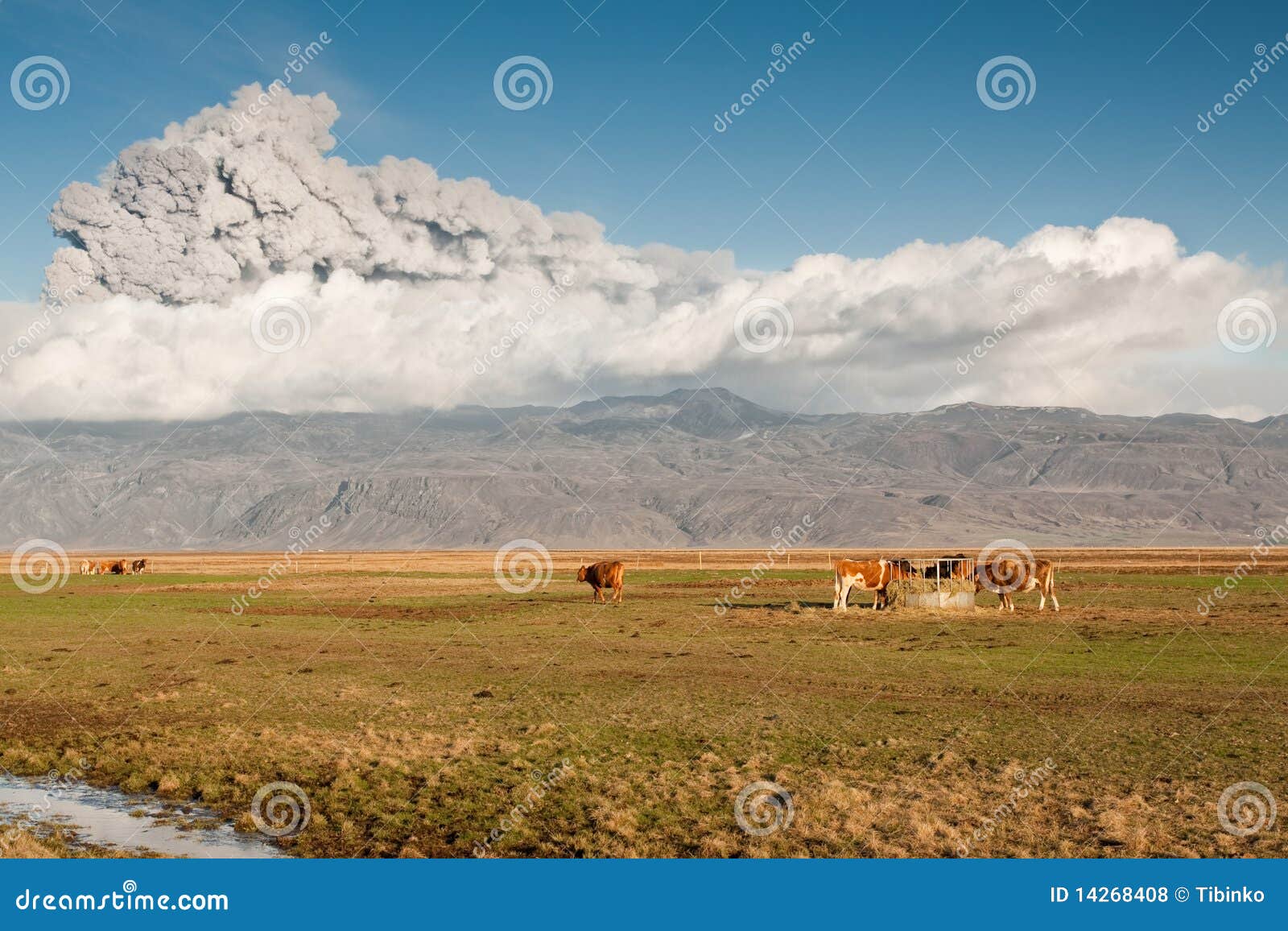 Cows Under the Volcanic Ash Stock Photo - Image of green, change: 14268408