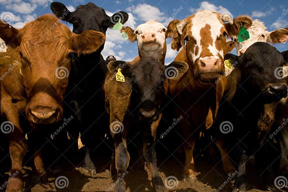 Cows Up Close and Personal stock image. Image of watch - 5441245