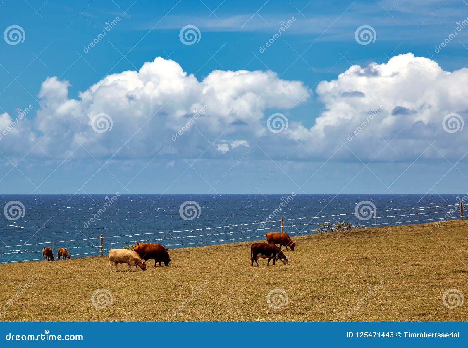 Cows with a View stock image. Image of ocean, view, island - 125471443