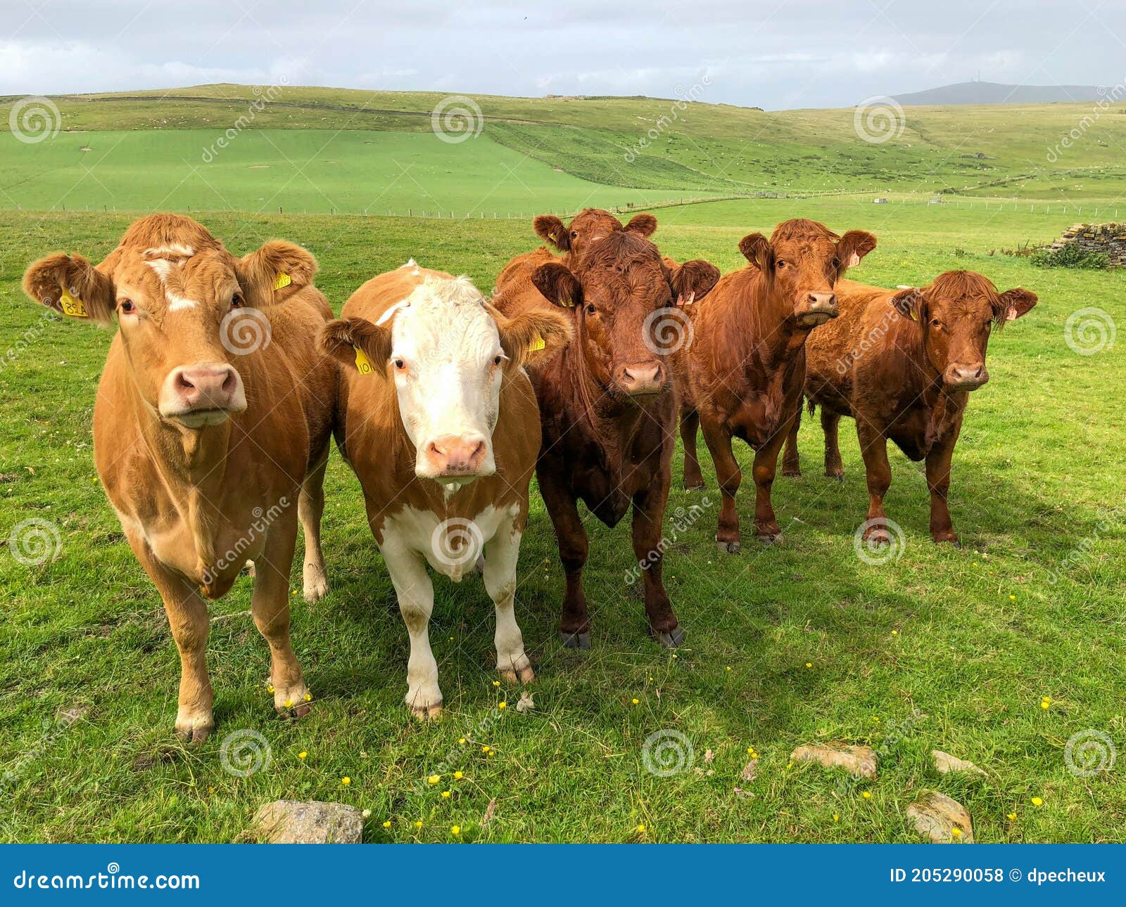 Cows Waiting Looking at the Camera Editorial Stock Photo - Image of ...
