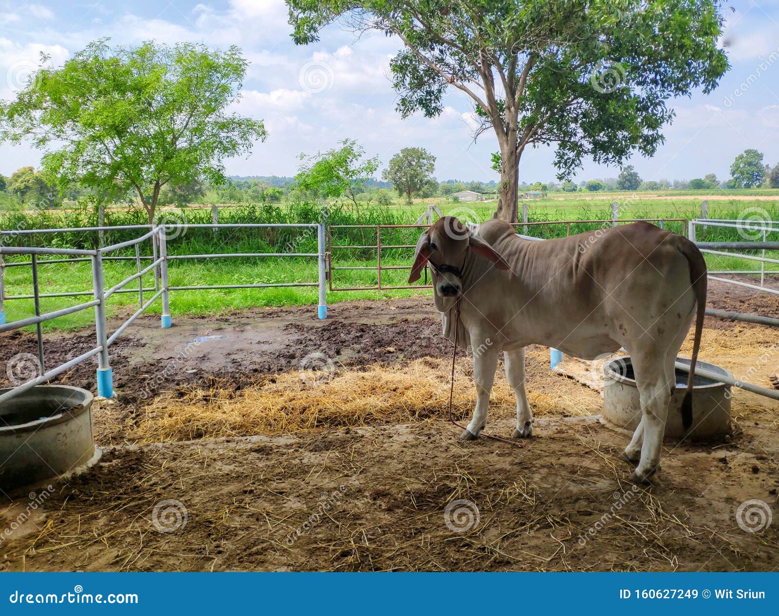 Cows Waiting For A Gate In The Field, Cattle Ready To Go To The Milking ...