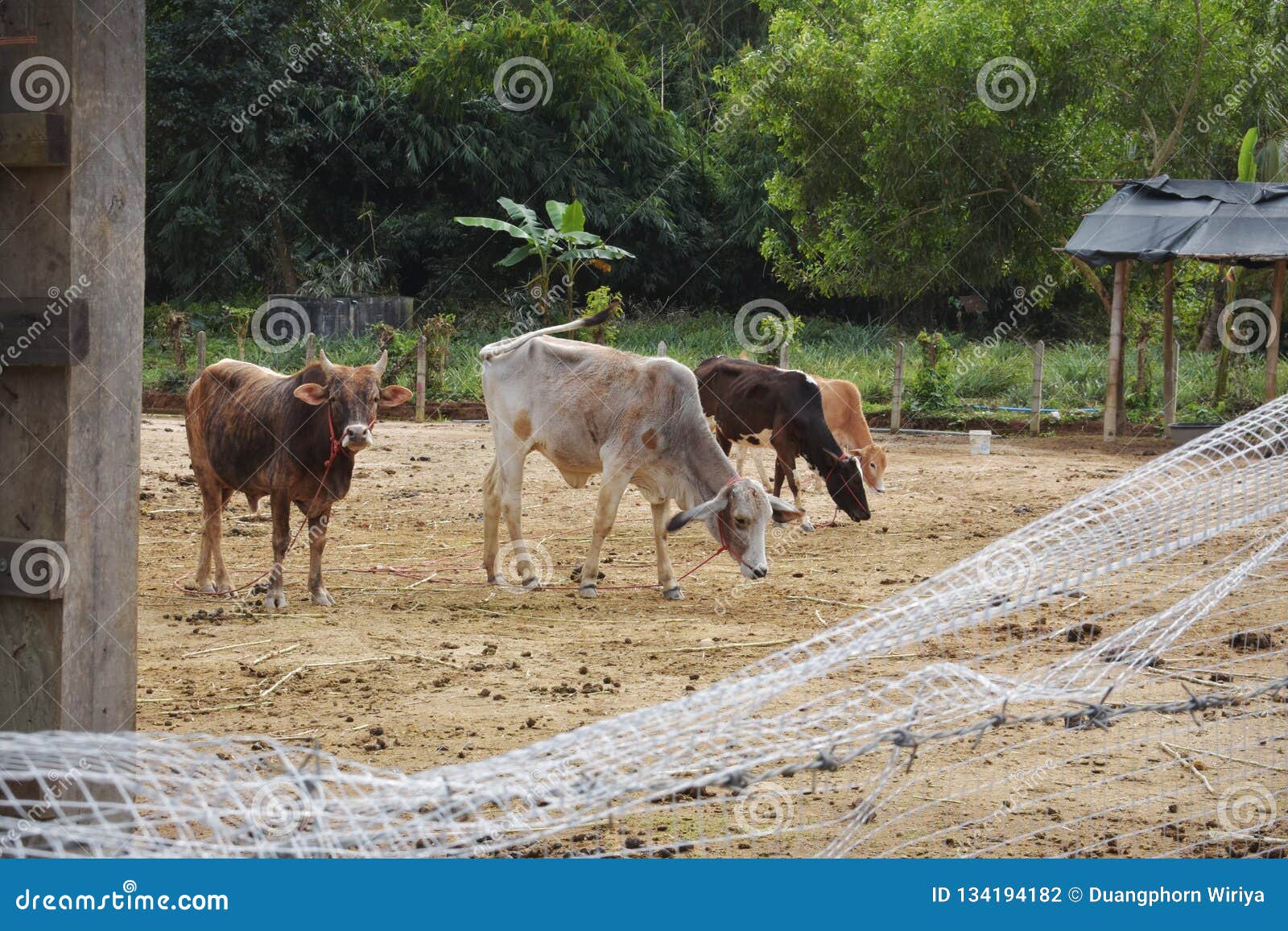 Cows Walking Around Yard in Farm Animals. Stock Photo - Image of barn ...