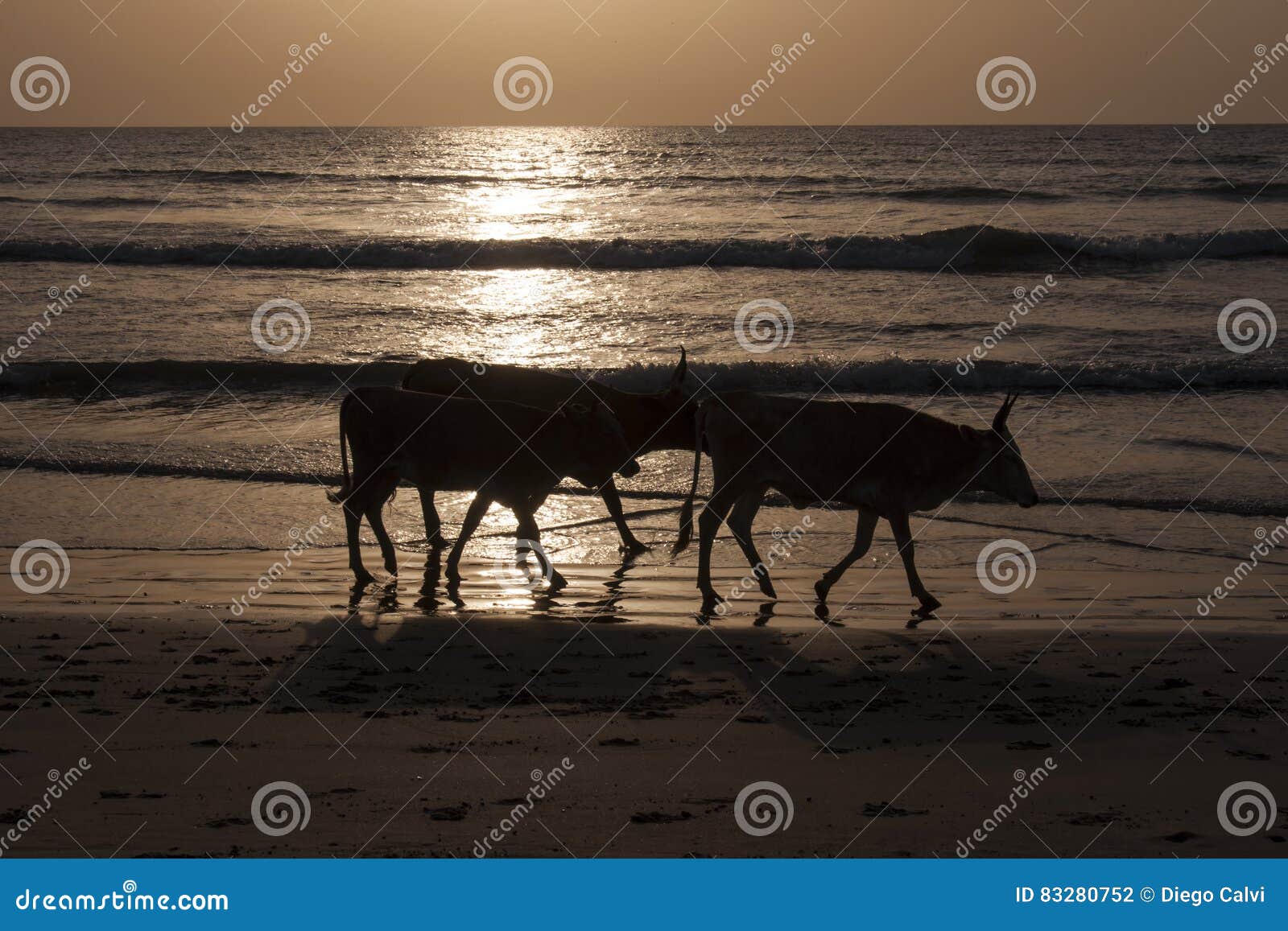Two Cows Walking Away In The Green Field, Seen From Behind, Stroll ...