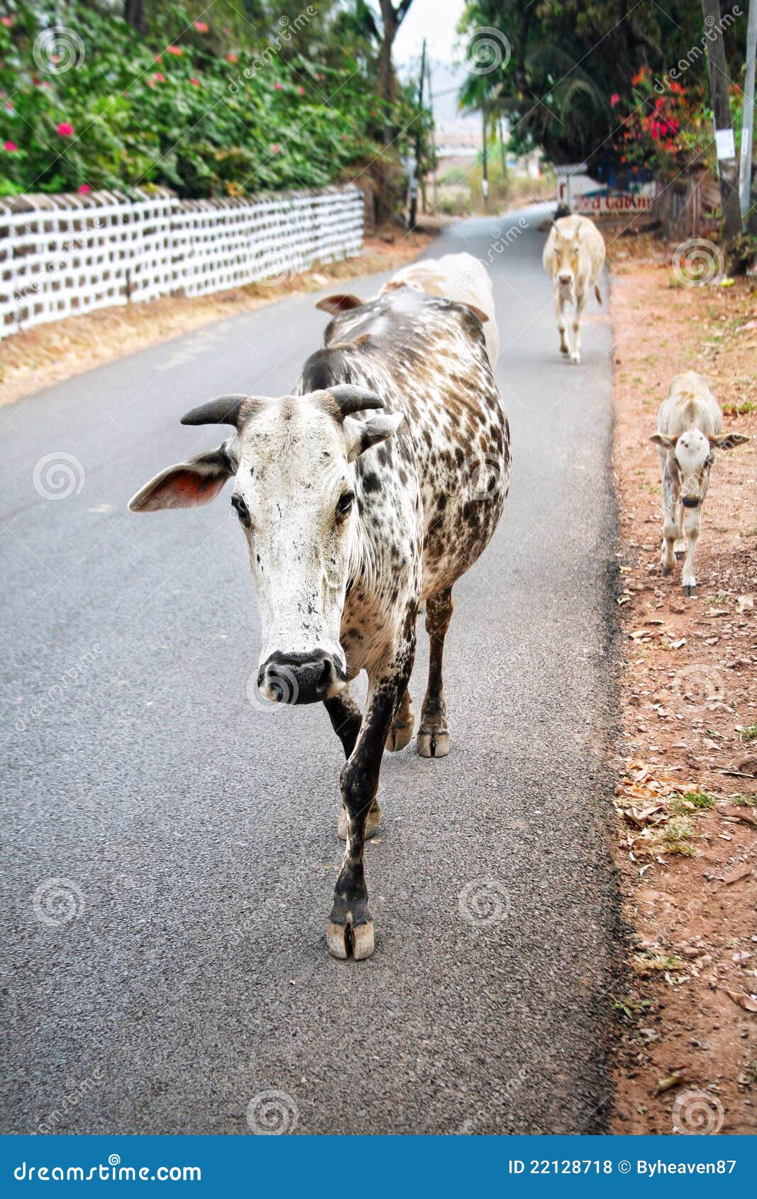 Two Cows Walking Away In The Green Field, Seen From Behind, Stroll ...