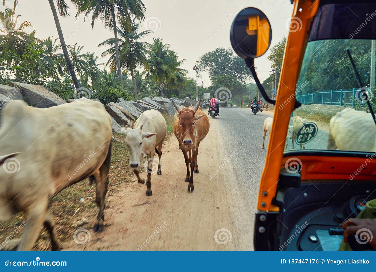 Cows Walking on Indian Road Editorial Photo - Image of dirt, fast ...