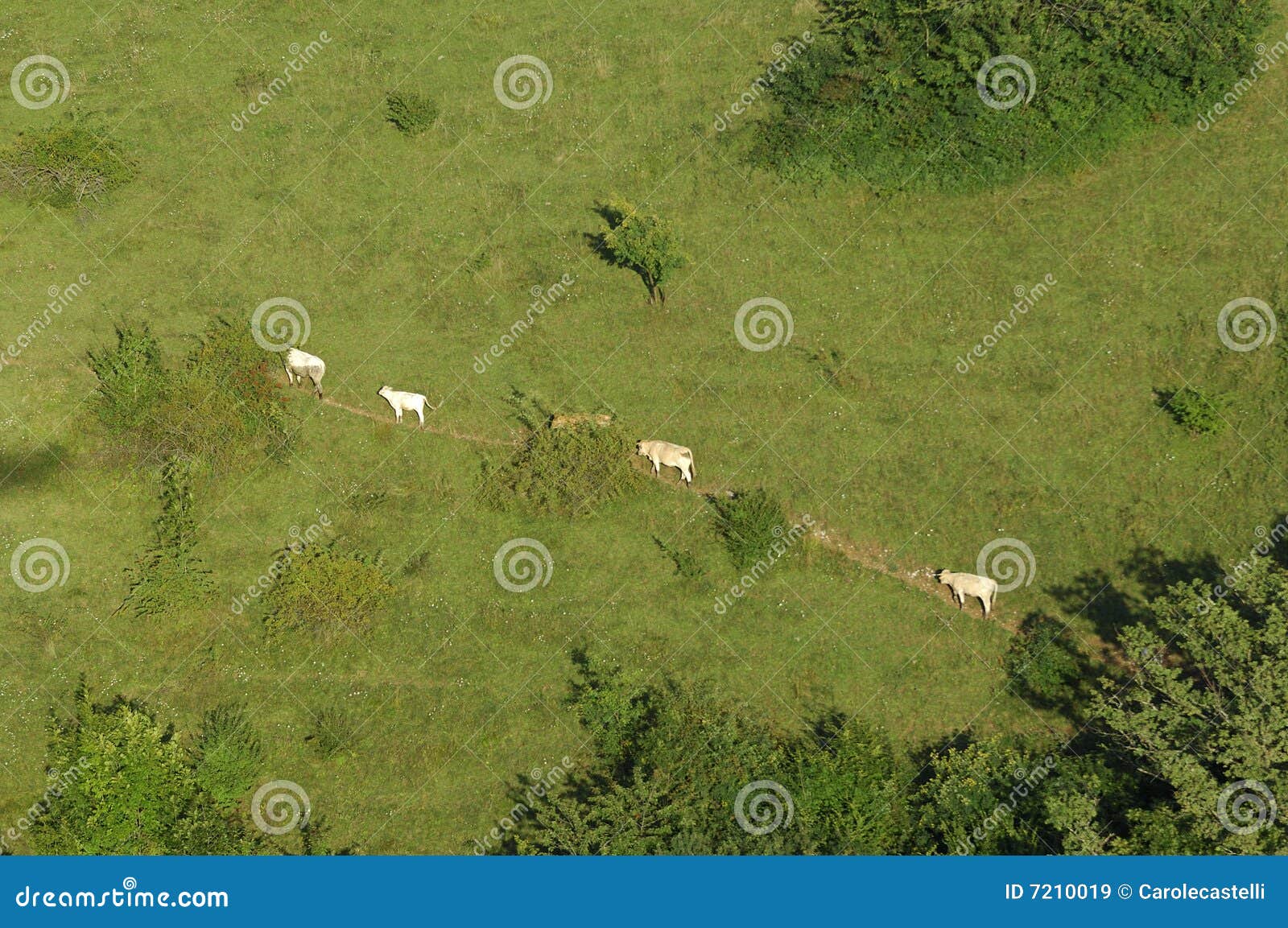 Cows Walking on a Meadow Path Stock Image - Image of french ...