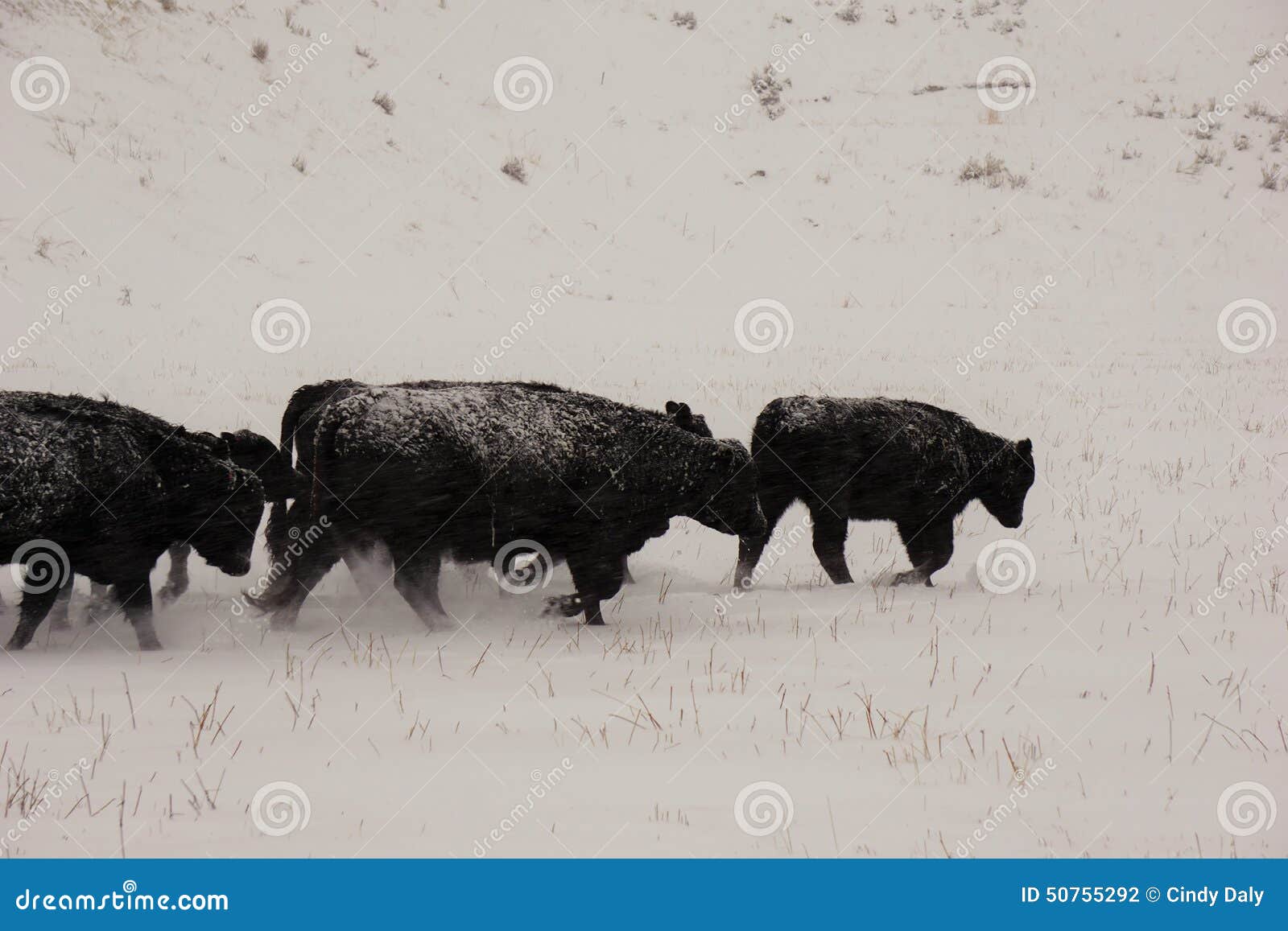Cows Walking into the Snow Storm. Stock Photo - Image of black, farm ...