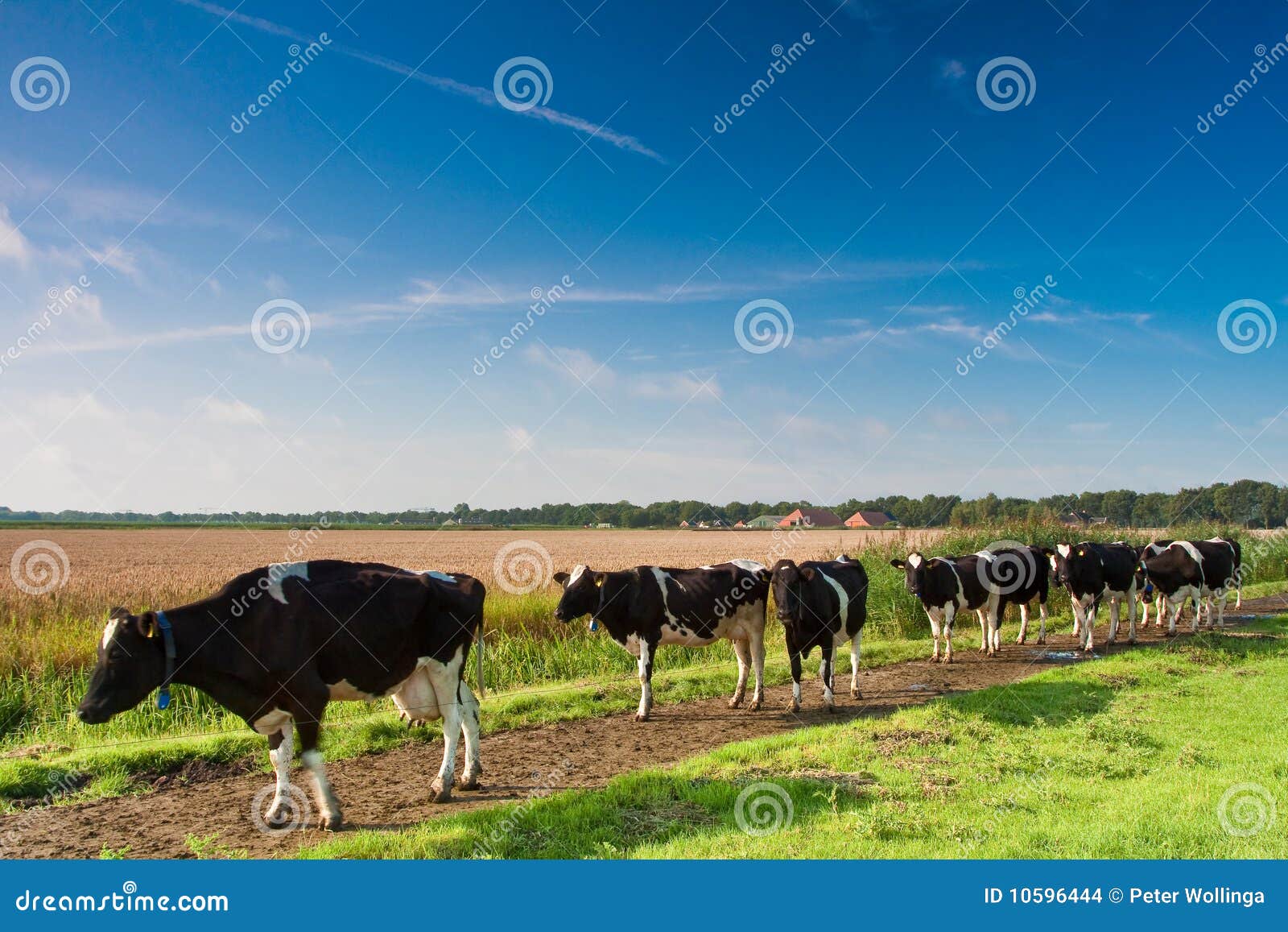 Cows Walking Towards a Grassland from the Farm Stock Photo - Image of ...