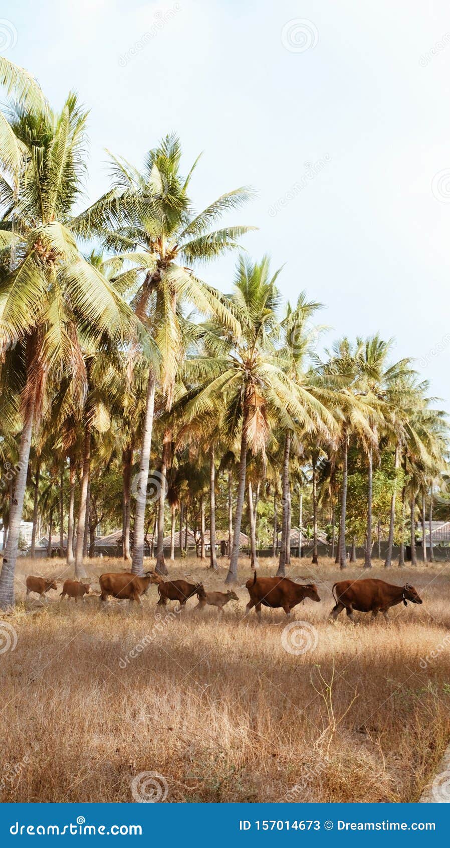 Cows Walking Under Palm Trees Stock Image - Image of walking, trees ...