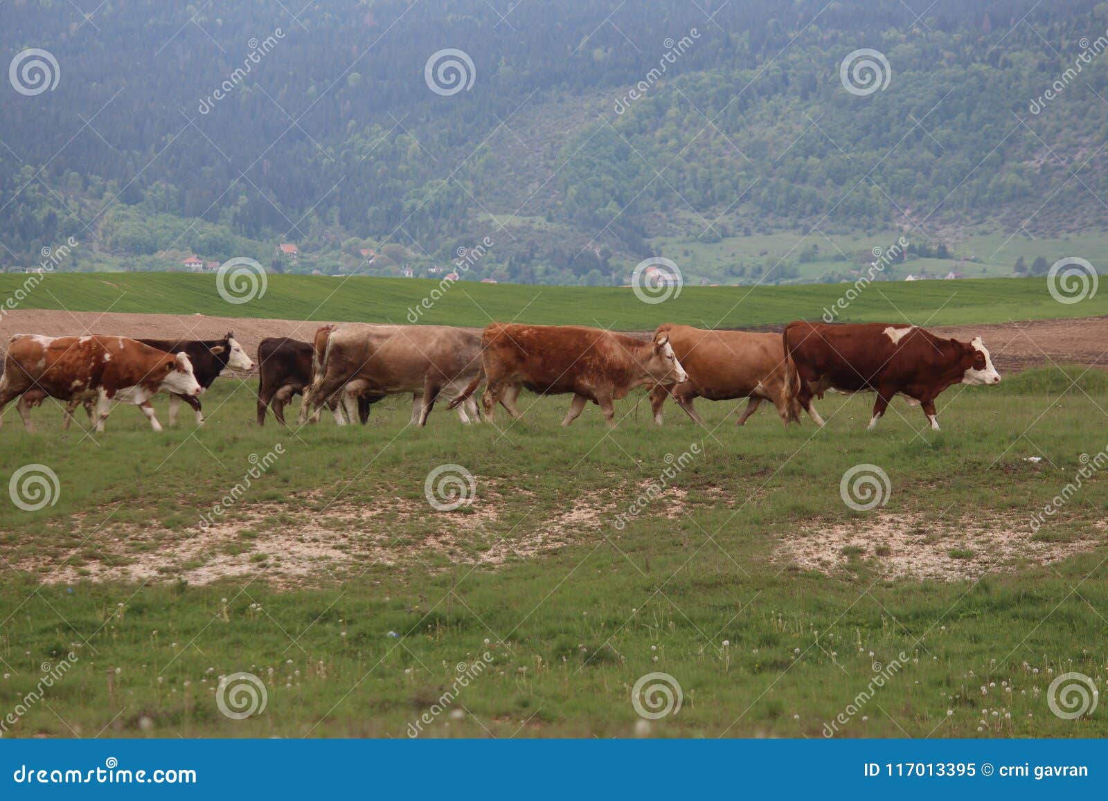 Cows Wander in Mountain Meadows Stock Image - Image of background ...