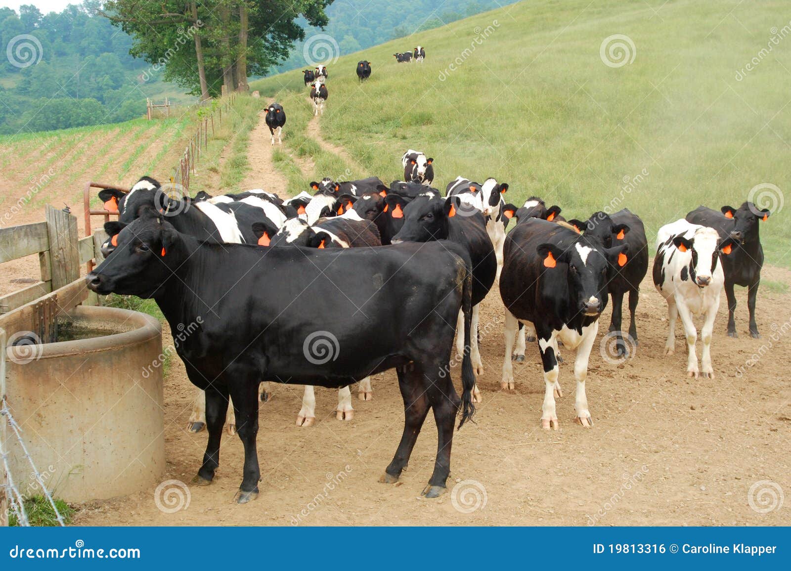 Cows at the Water Trough stock photo. Image of country - 19813316