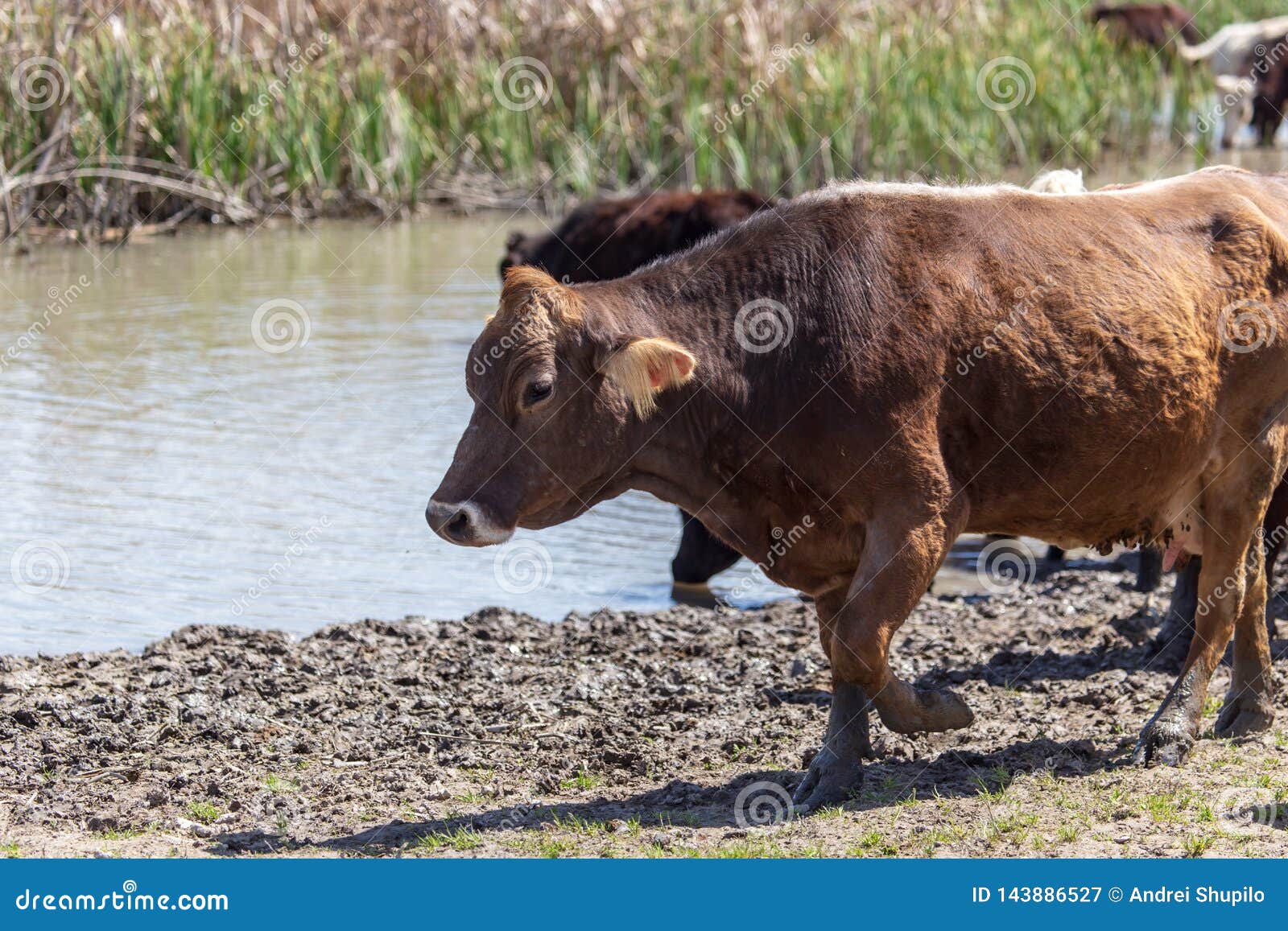 Cows at a Watering Place on a Pond in Spring Stock Image - Image of ...
