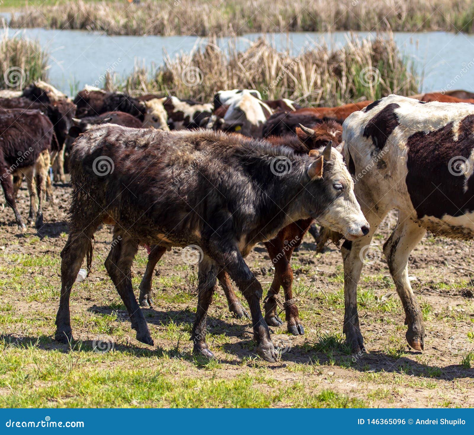 Cows at a Watering Place on a Pond in Spring Stock Photo - Image of ...