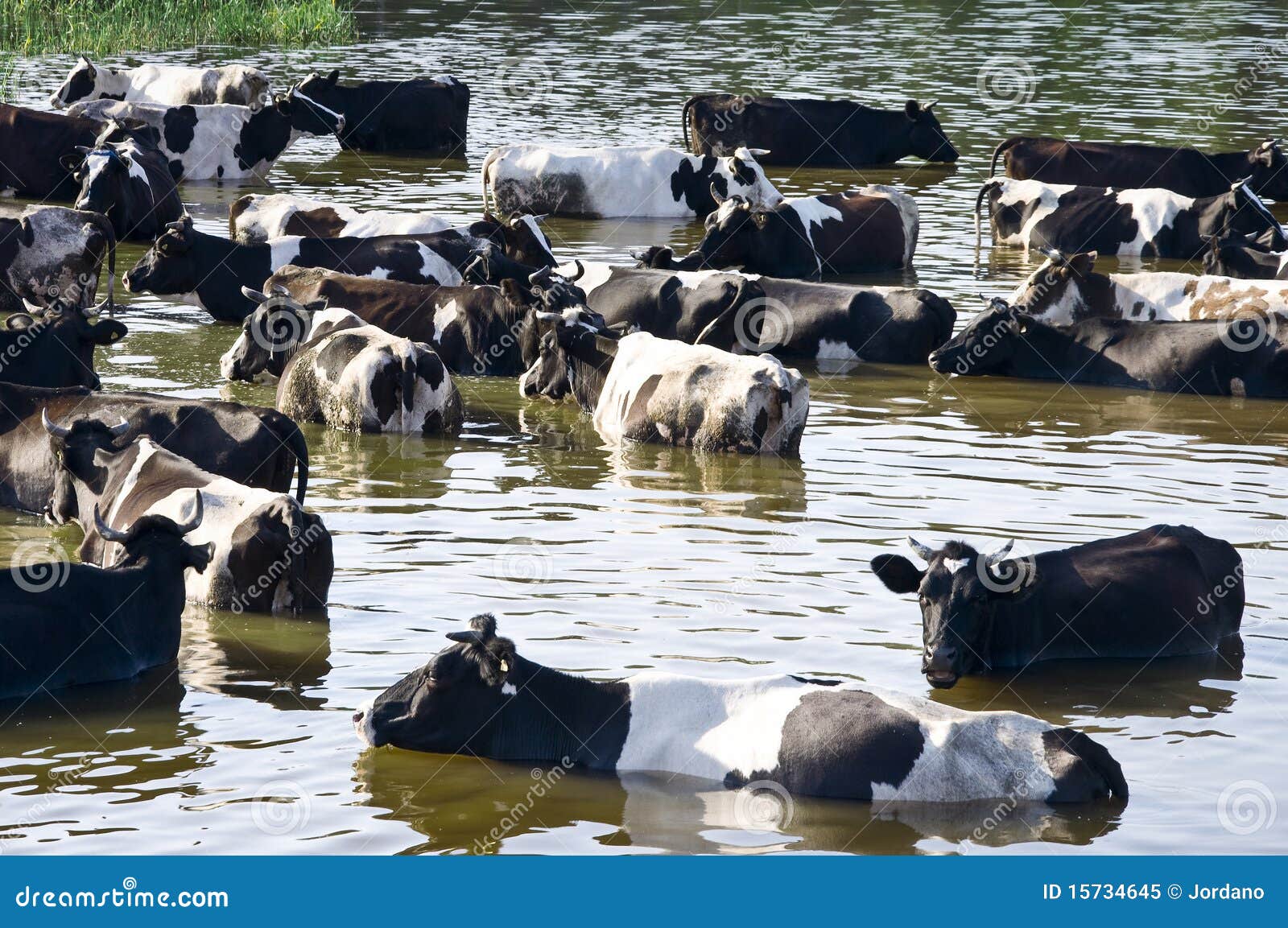 Cows on Watering Place on River Stock Image - Image of cloud, earth ...