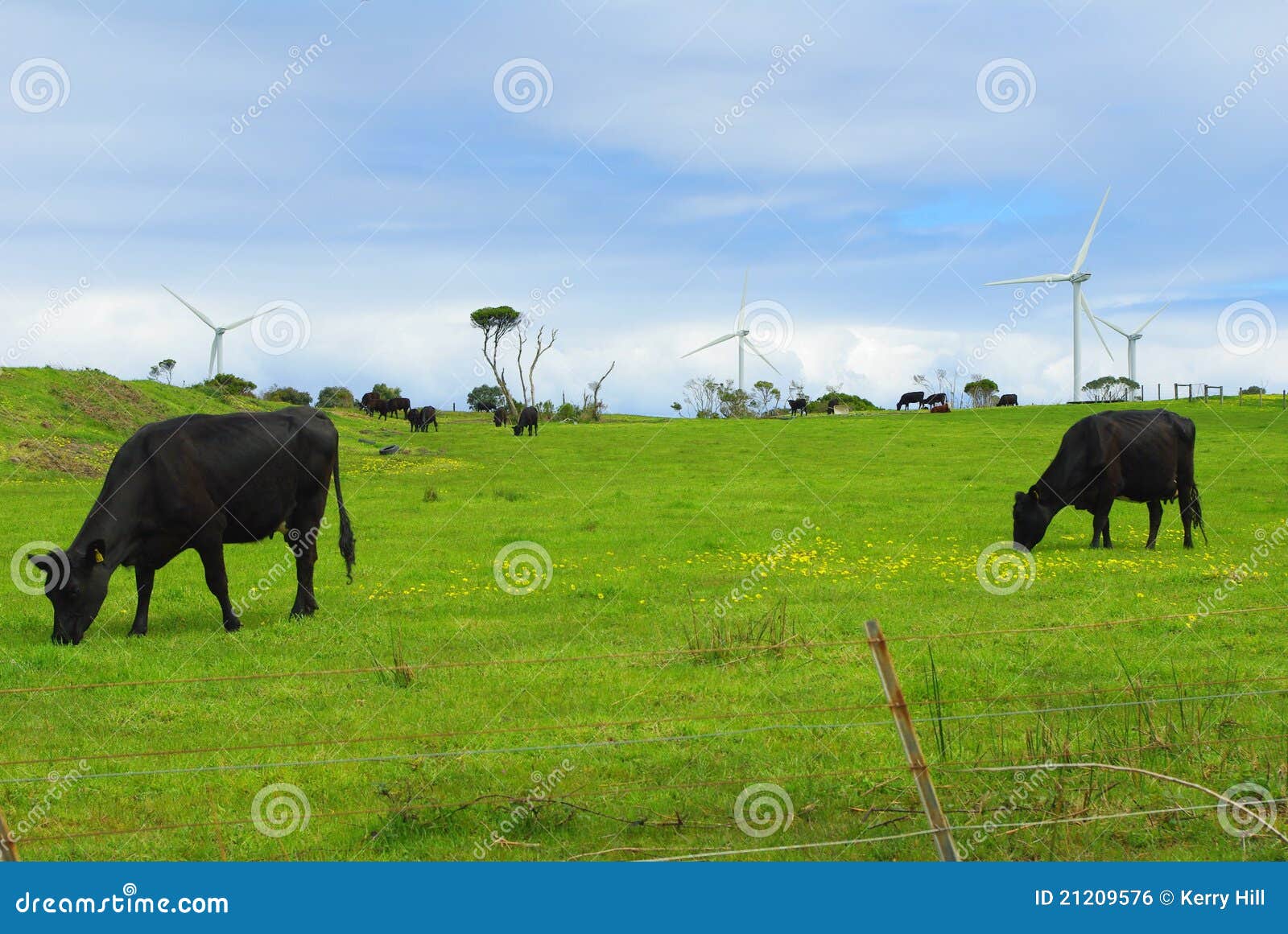 Cows and wind turbines stock photo. Image of turbine - 21209576