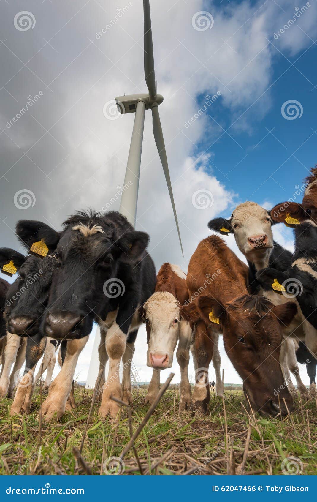 Cows and wind turbines stock photo. Image of turbines - 62047466