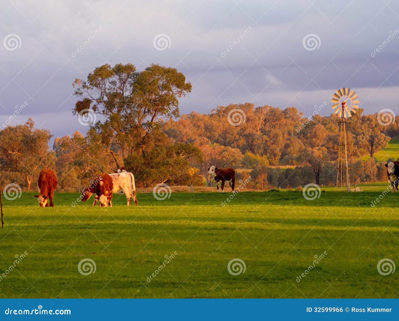 Cows and a windmill stock photo. Image of graze, farm - 32599966