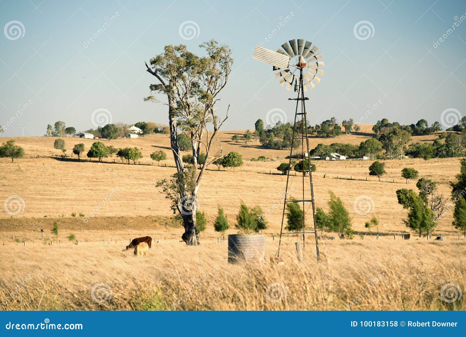 Cows and a Windmill in the Countryside. Stock Photo - Image of ...