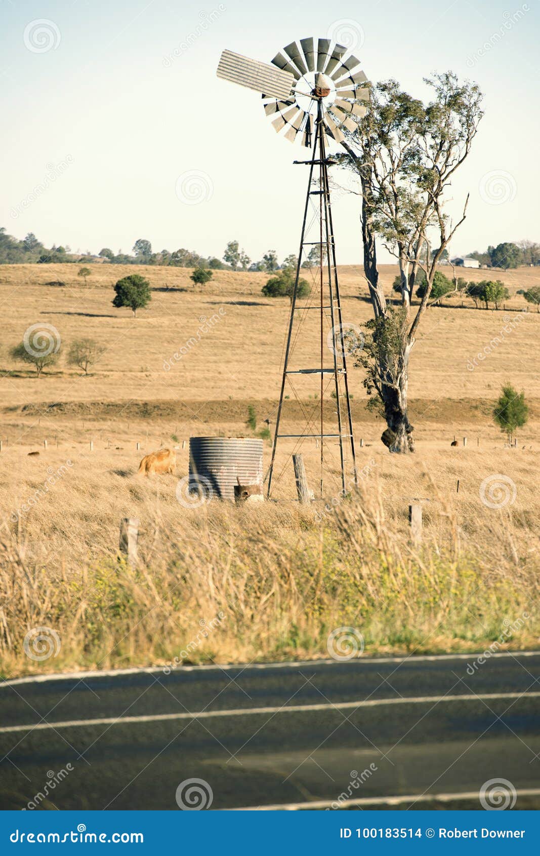 Cows and a Windmill in the Countryside. Stock Photo - Image of green ...