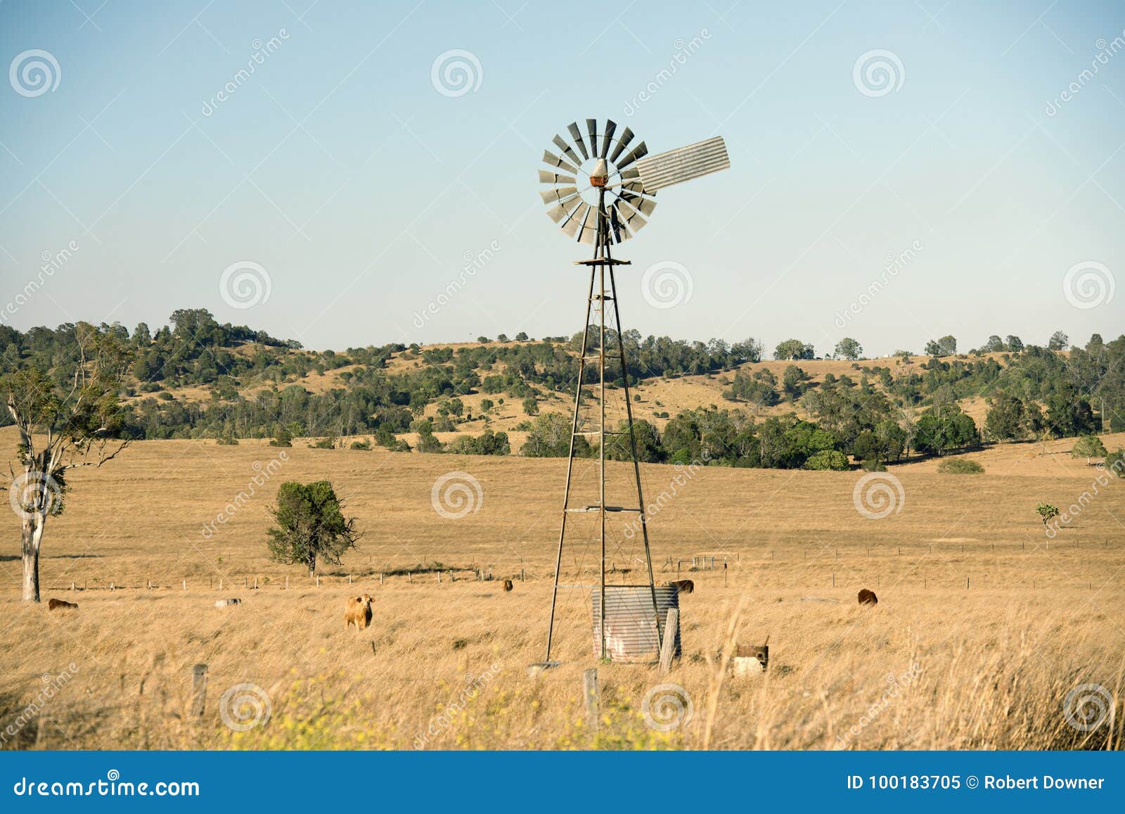 Cows and a Windmill in the Countryside. Stock Image - Image of ...