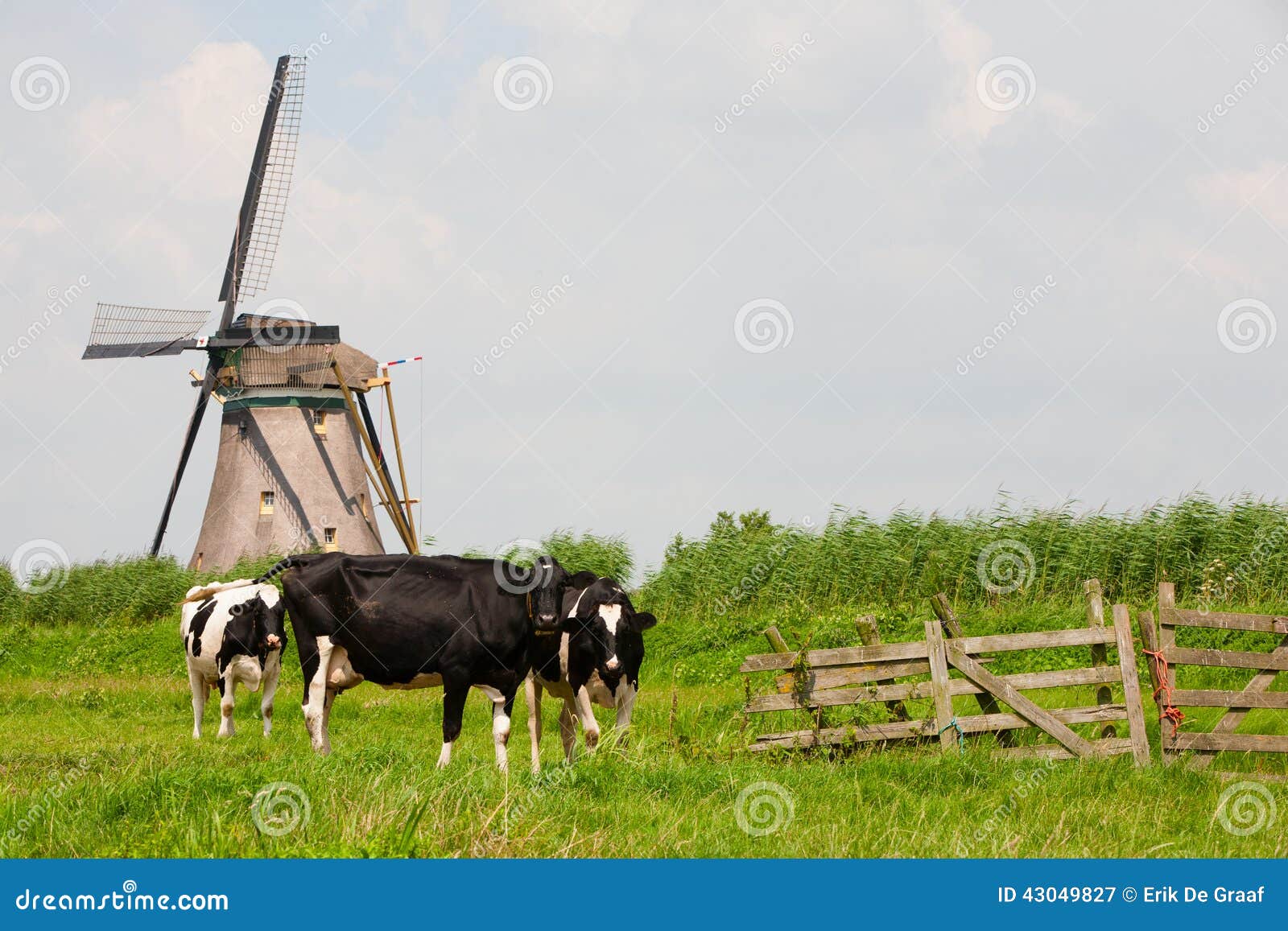 Cows and windmill stock image. Image of rural, groot - 43049827