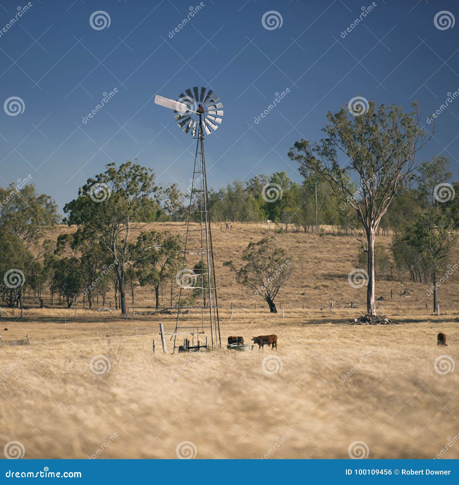 Windmill and Cows in the Countryside during the Day. Stock Photo ...