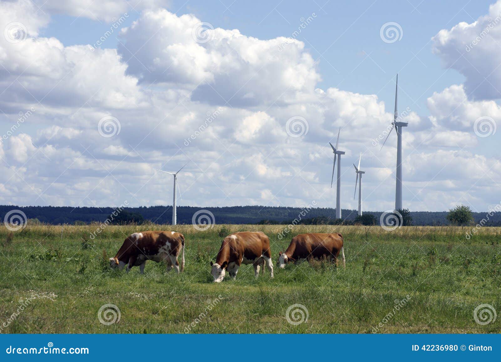 Cows and windmills stock photo. Image of forest, trees - 42236980
