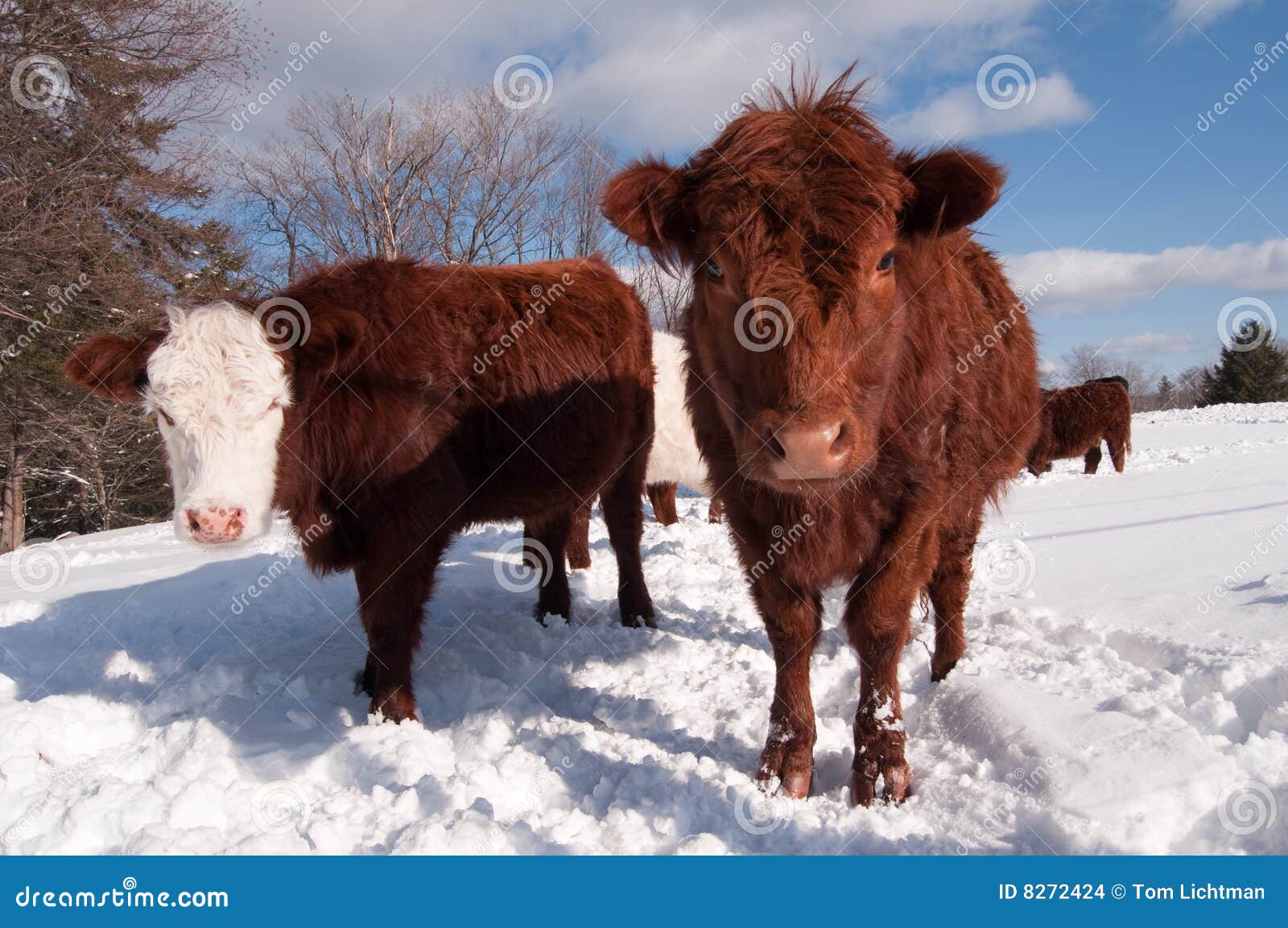 Dairy Cows Snow